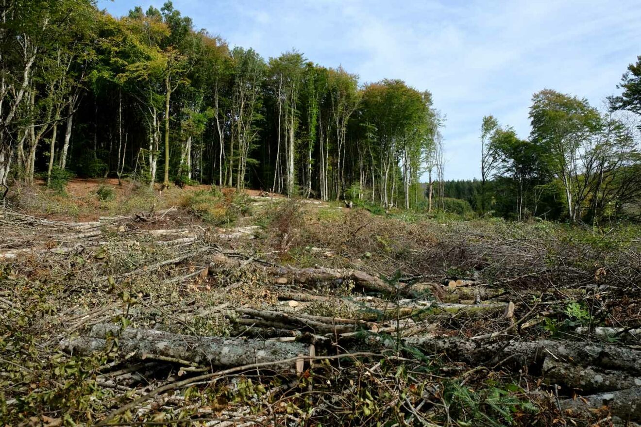 Coupe rase sur le Mont Préneley – Adret Morvan